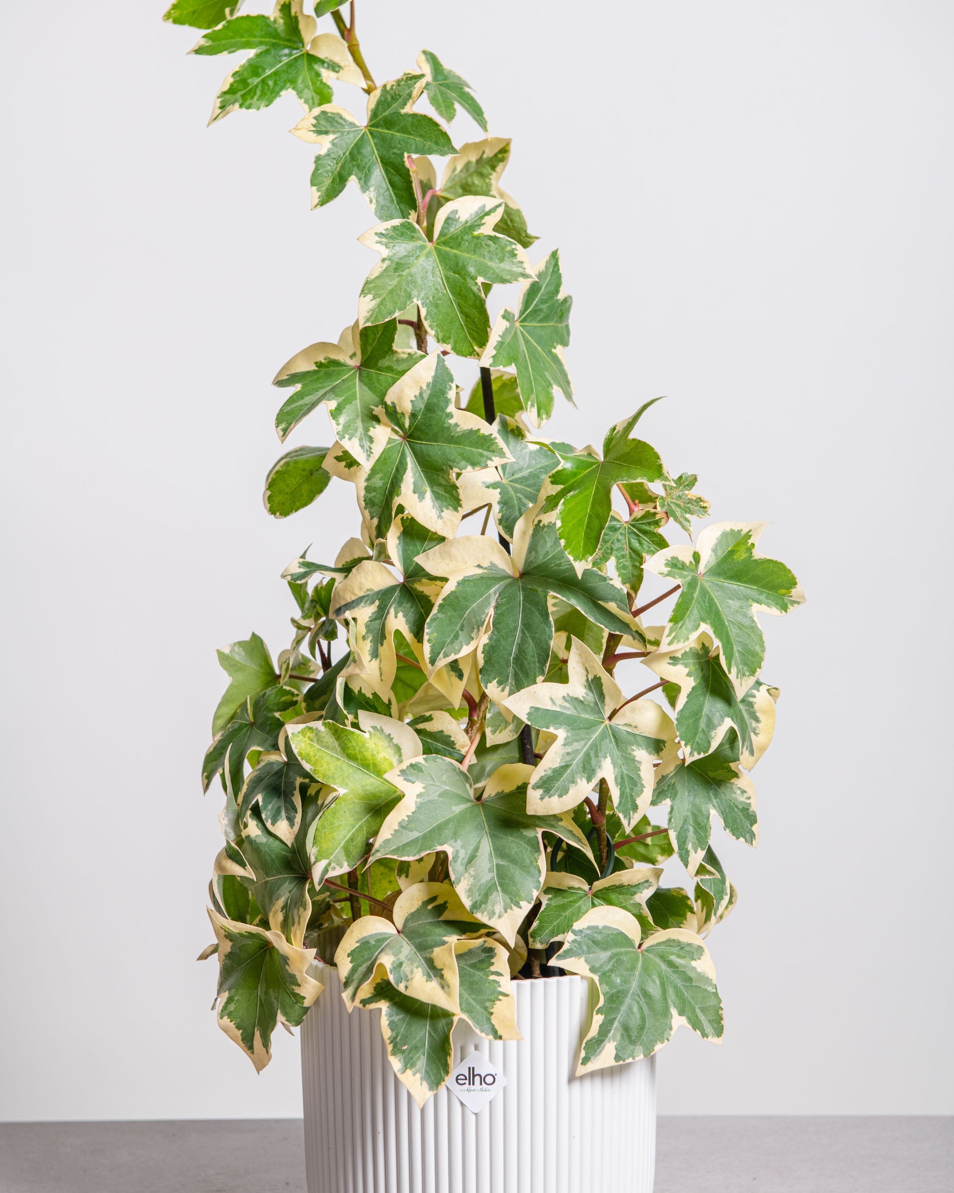 Fatshedera lizei variegata – Simegarden