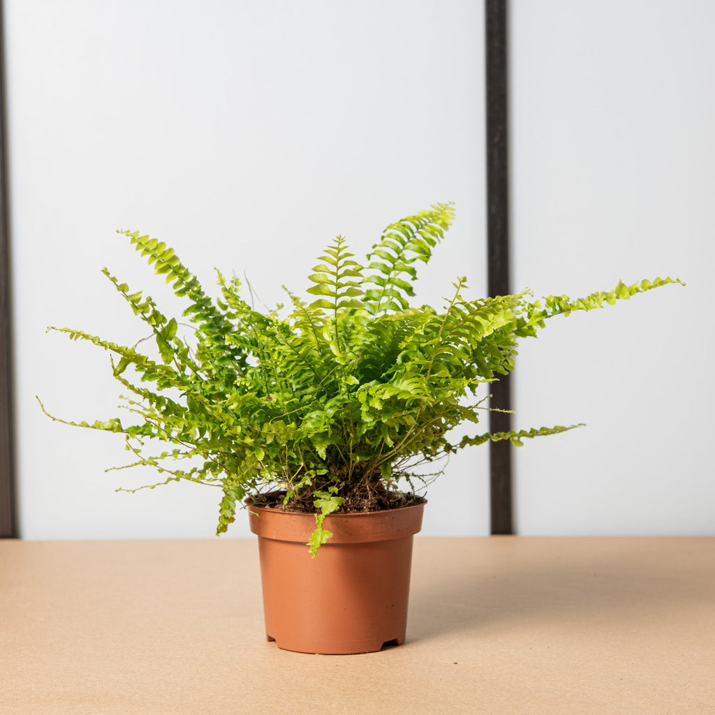 Felce di Boston – Simegarden