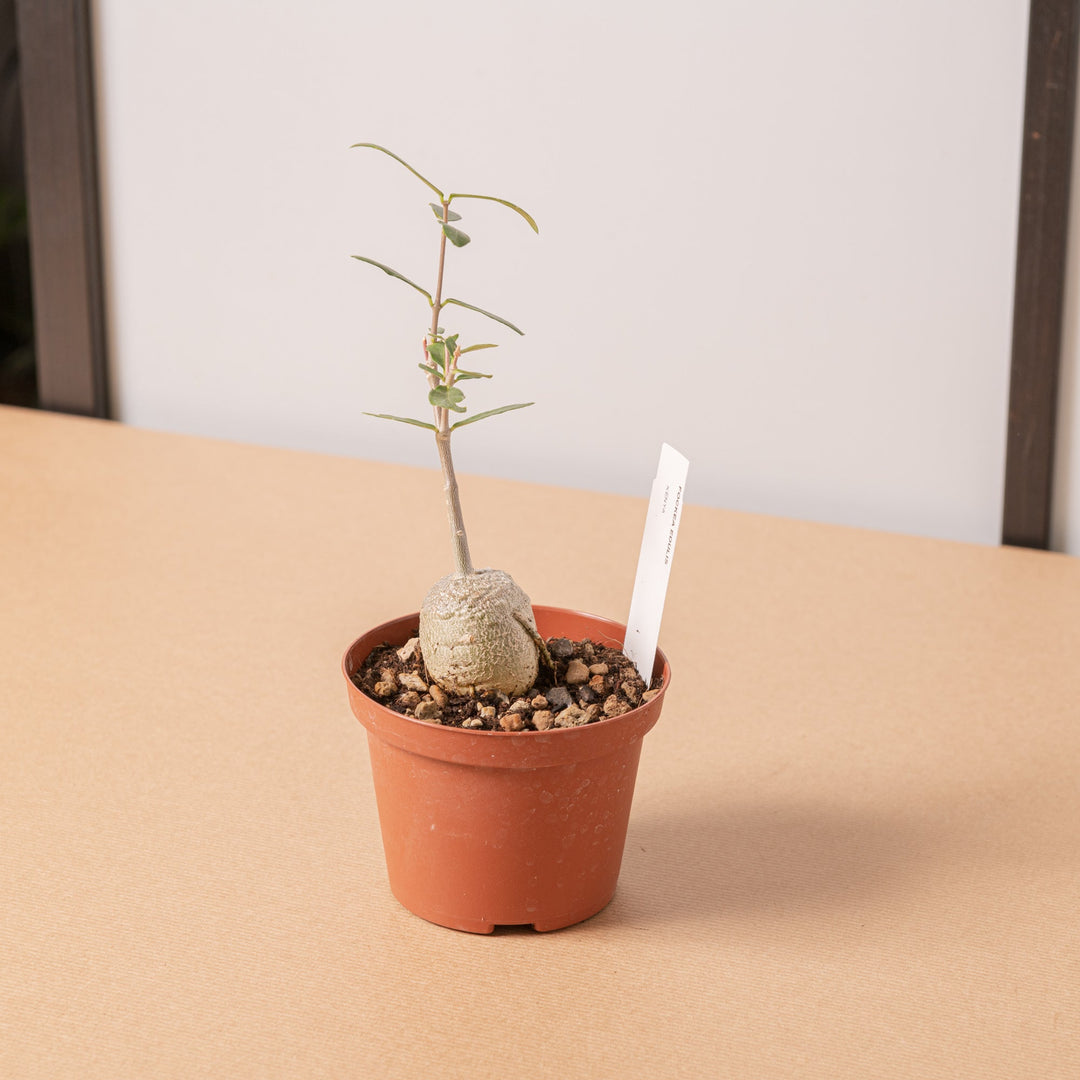 Fockea edulis – Simegarden