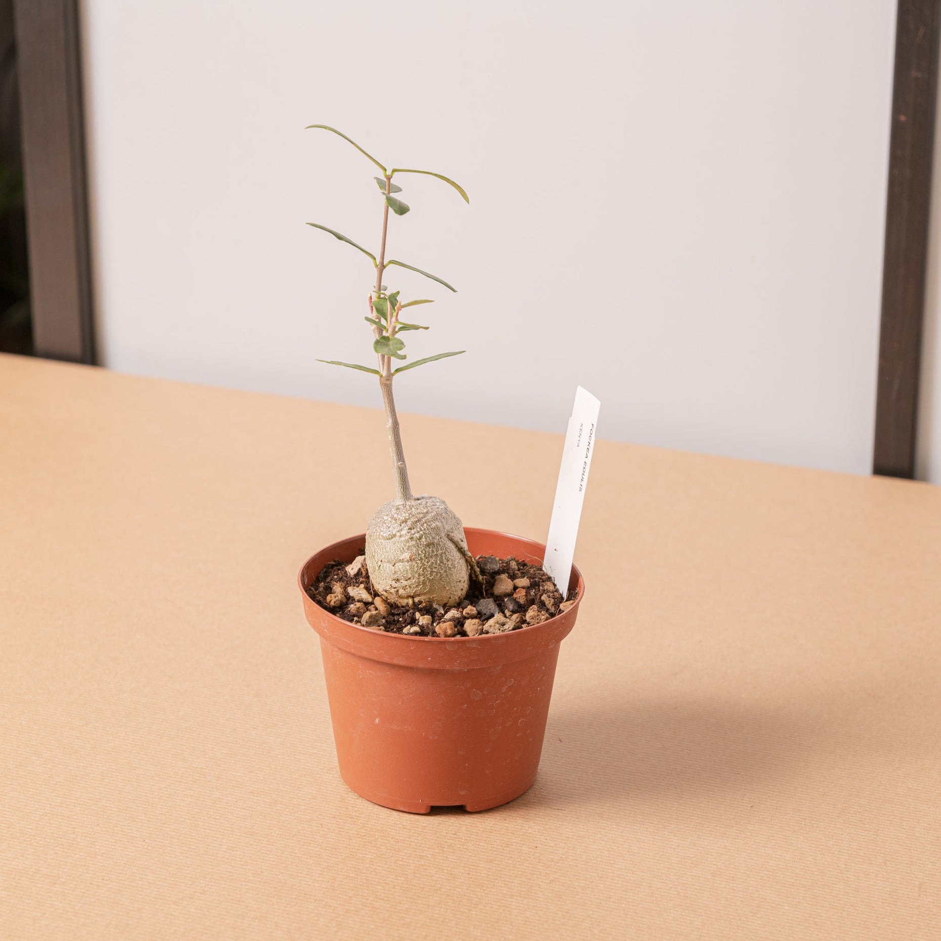 Fockea edulis – Simegarden