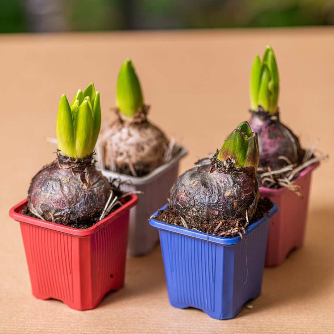 Giacinto fiore – Simegarden