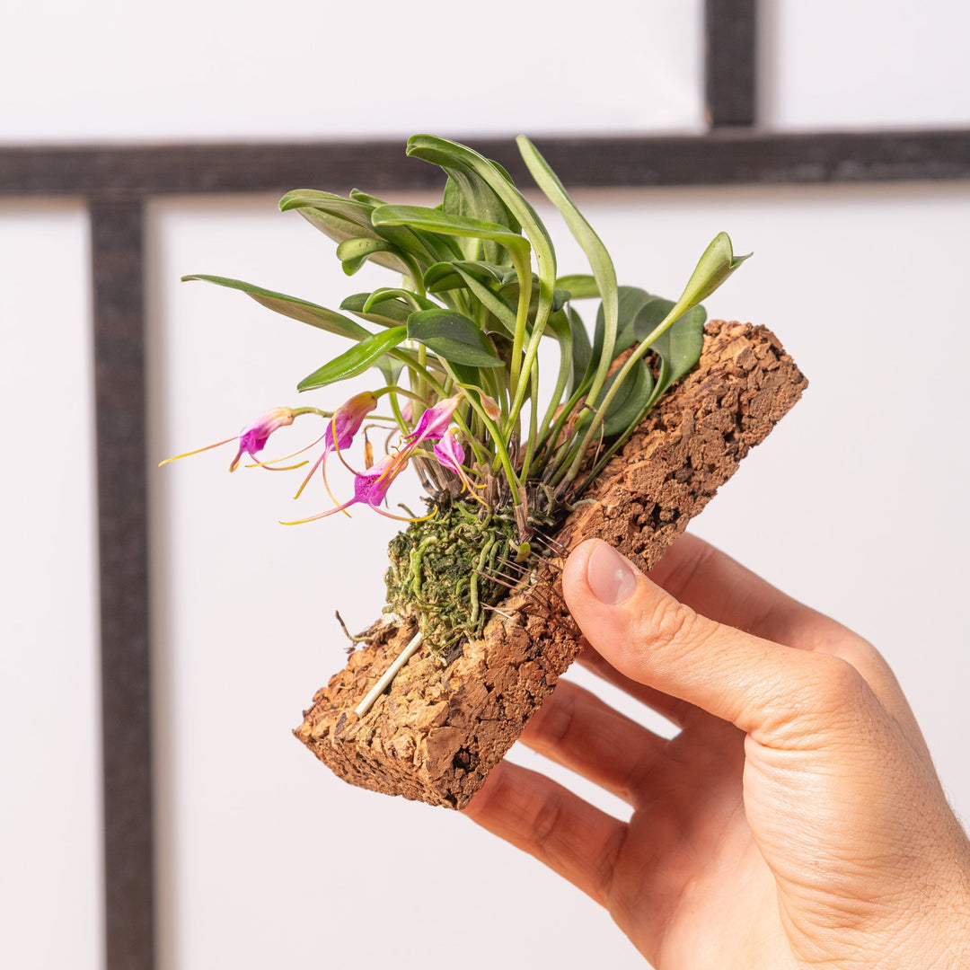 Masdevallia glandulosa – Simegarden