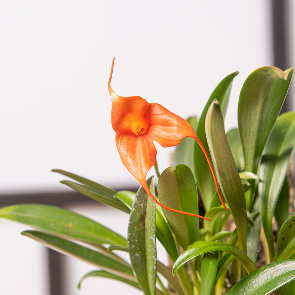 Masdevallia orange – Simegarden