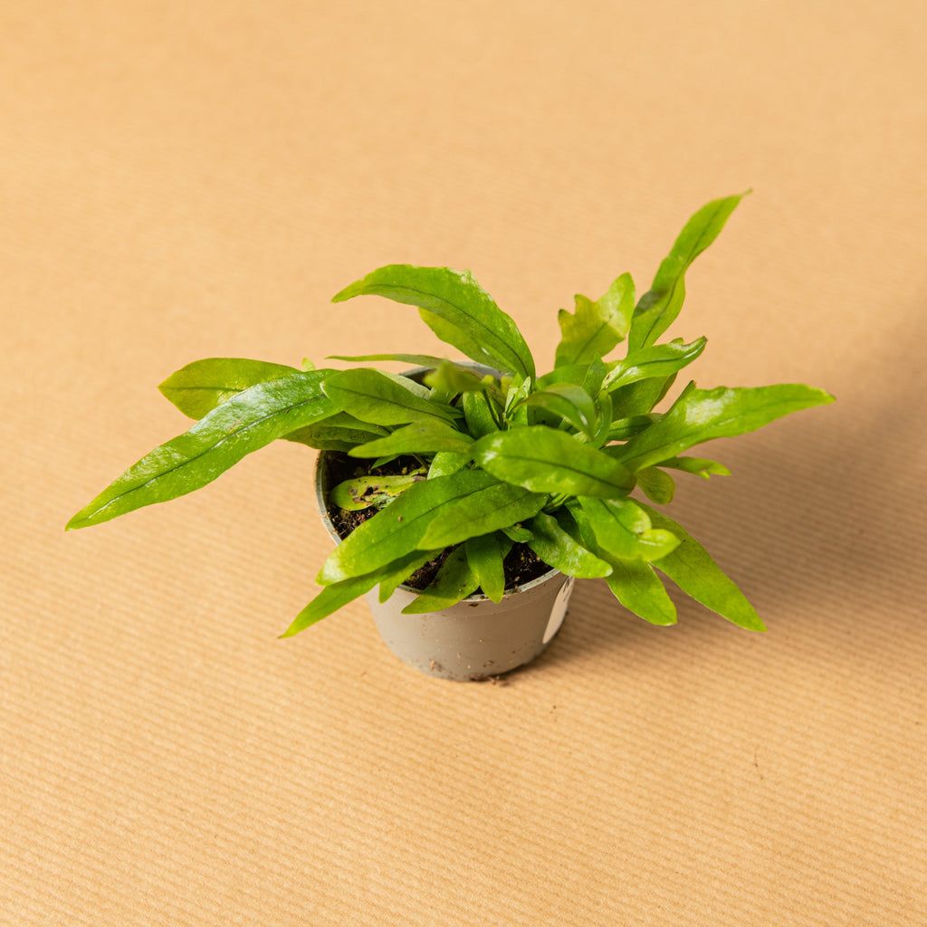 Microsorum diversifolium – Simegarden