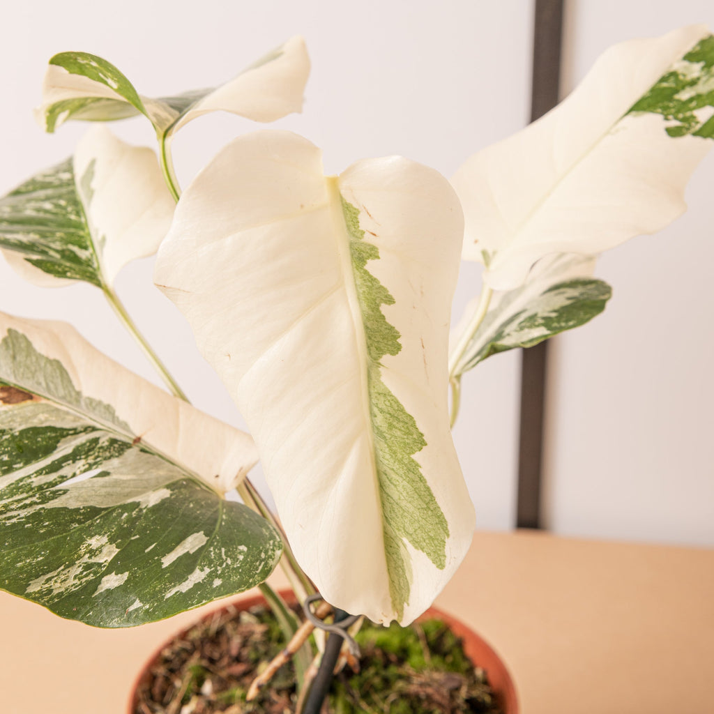 Monstera albo variegata – Simegarden