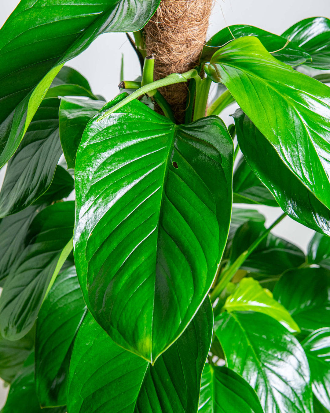 Monstera lechleriana – Simegarden