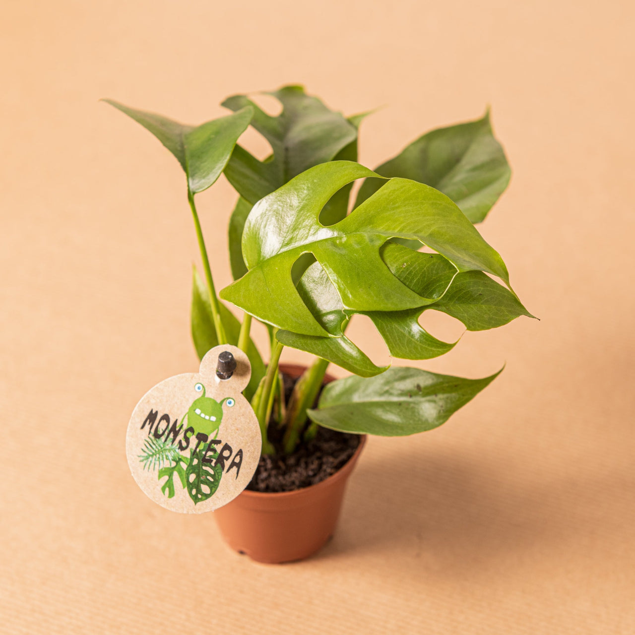 Monstera minima – Simegarden