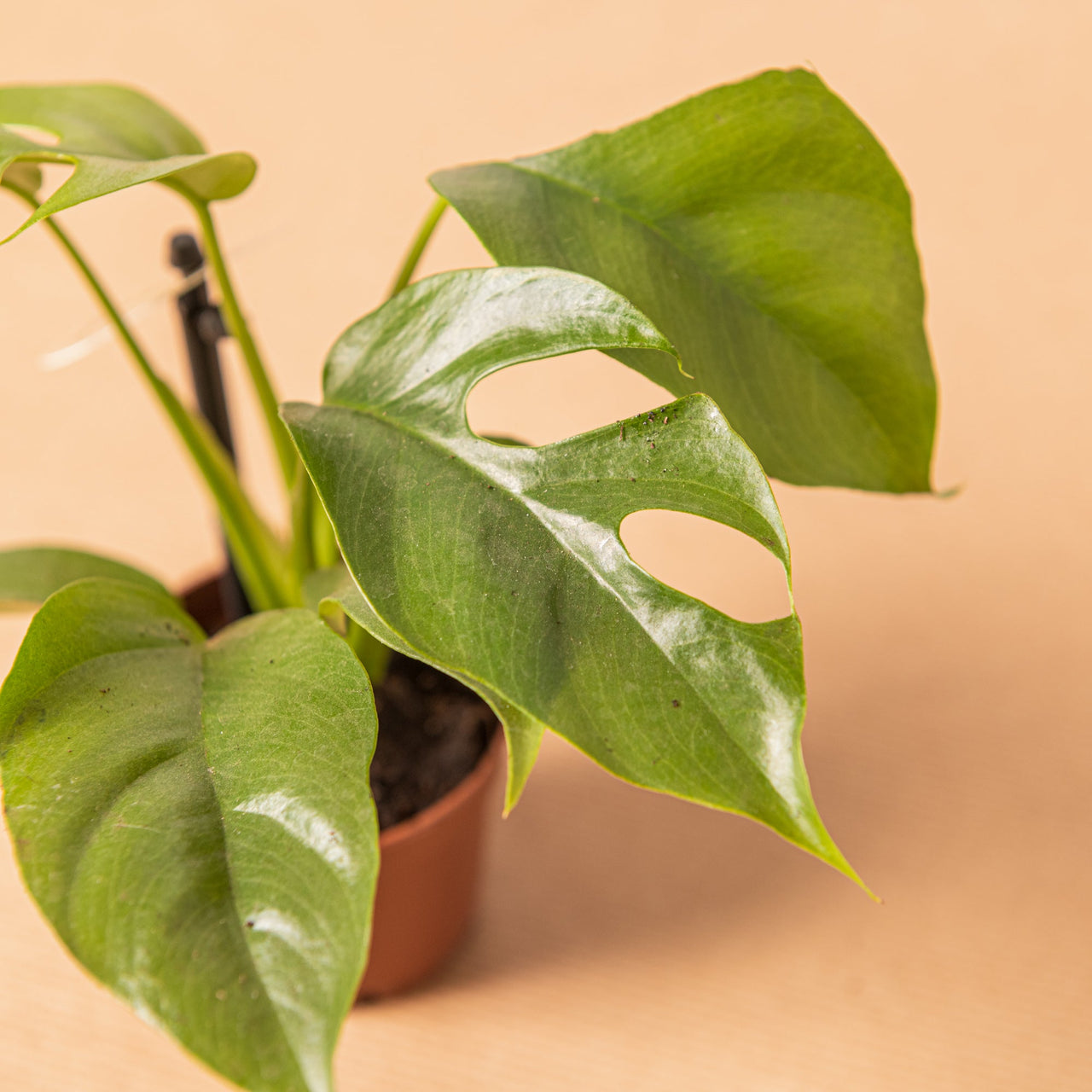 Monstera minima – Simegarden