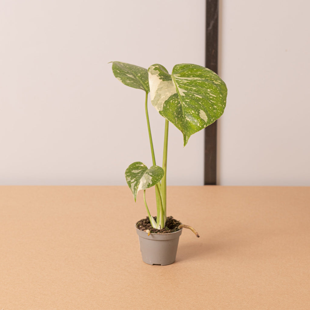 Monstera Thai constellation baby – Simegarden