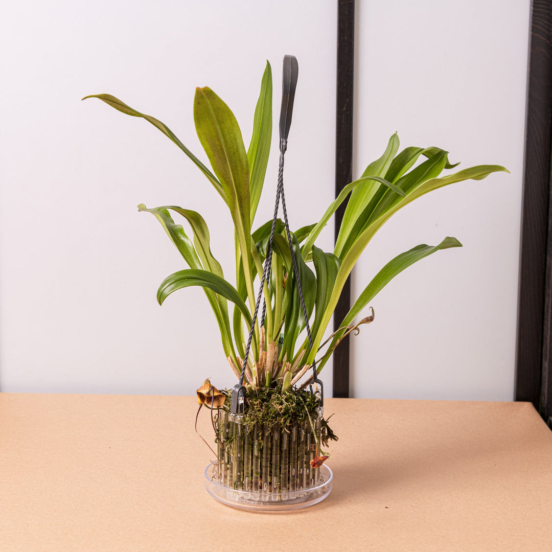 Orchidea monkey – Simegarden