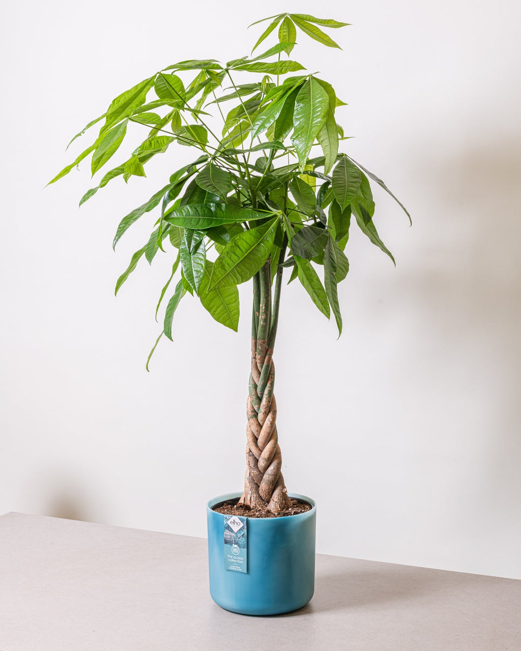 Pachira aquatica – Simegarden