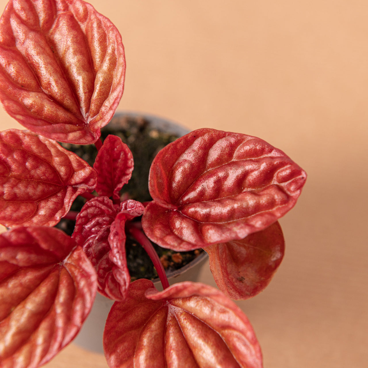 Peperomia quito rossa – Simegarden