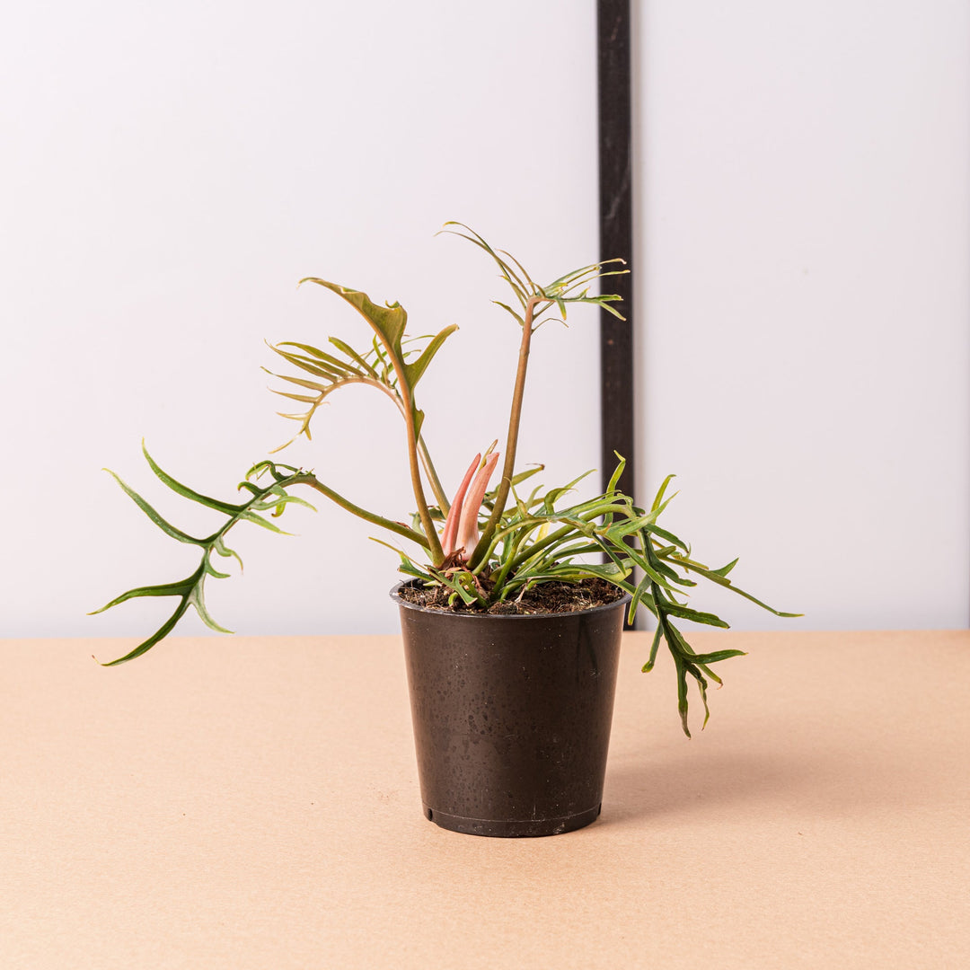 Philodendron tortum – Simegarden
