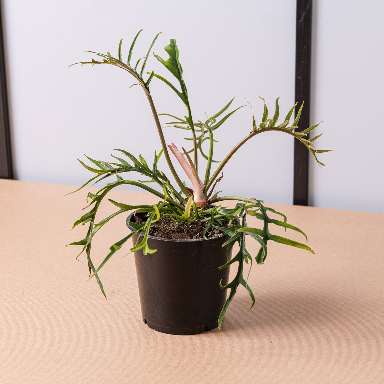 Philodendron tortum – Simegarden