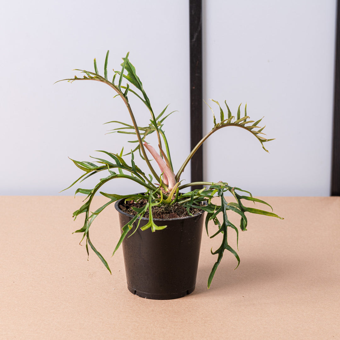 Philodendron tortum – Simegarden