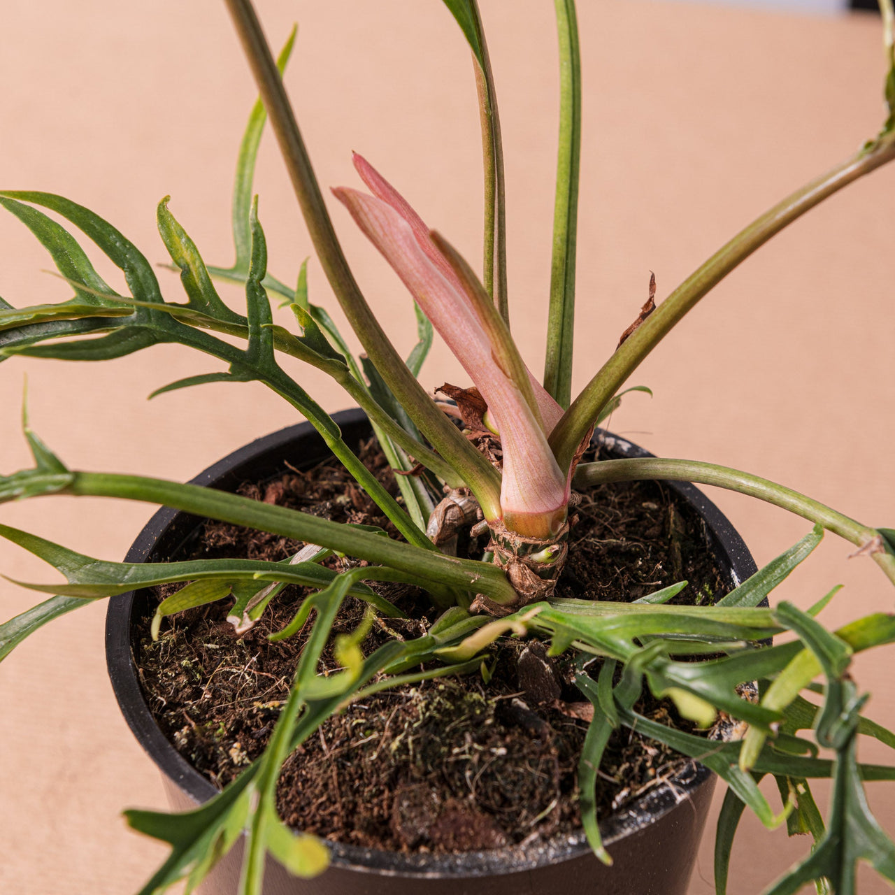 Philodendron tortum – Simegarden
