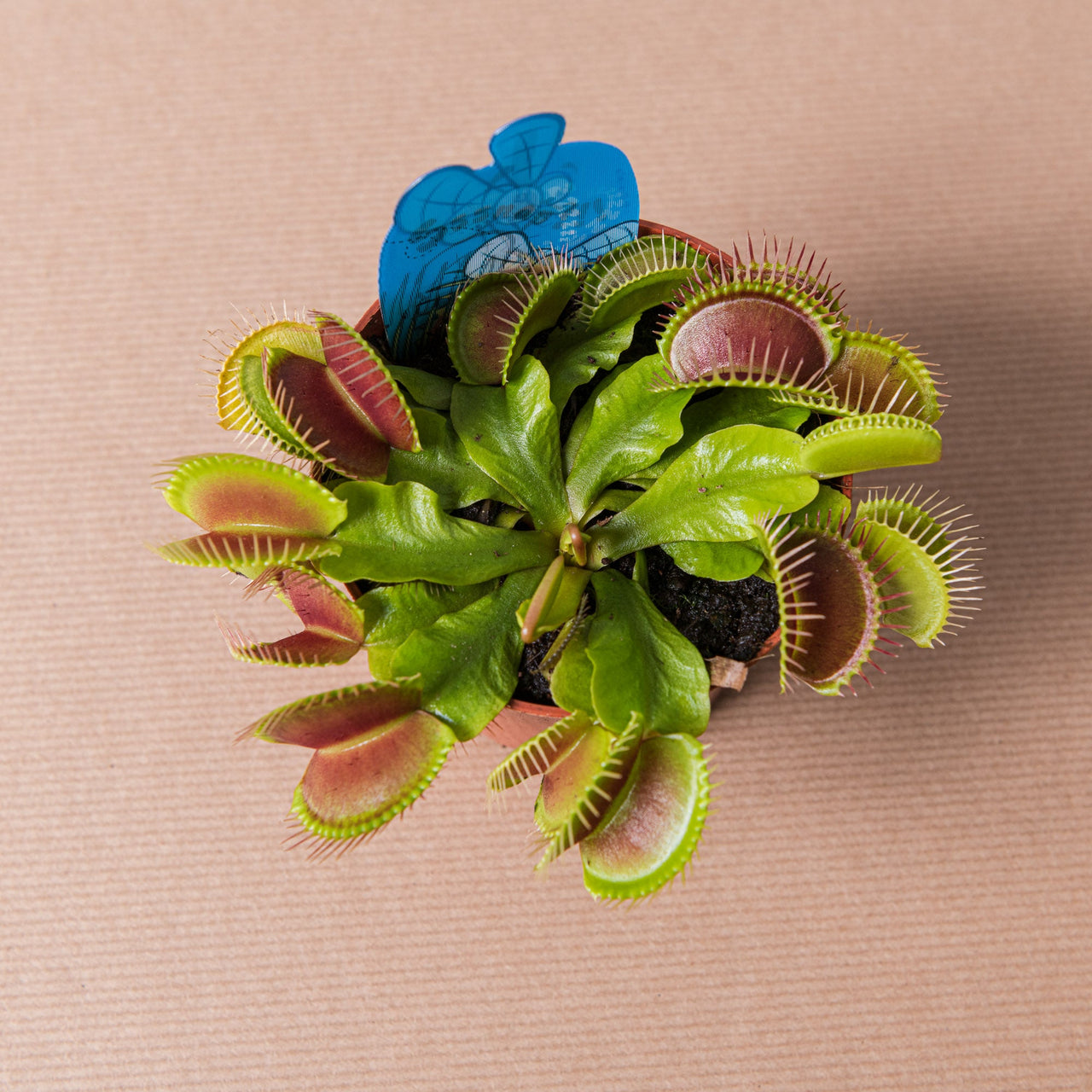 Pianta carnivora Dionea (Dionaea muscipula) – Simegarden