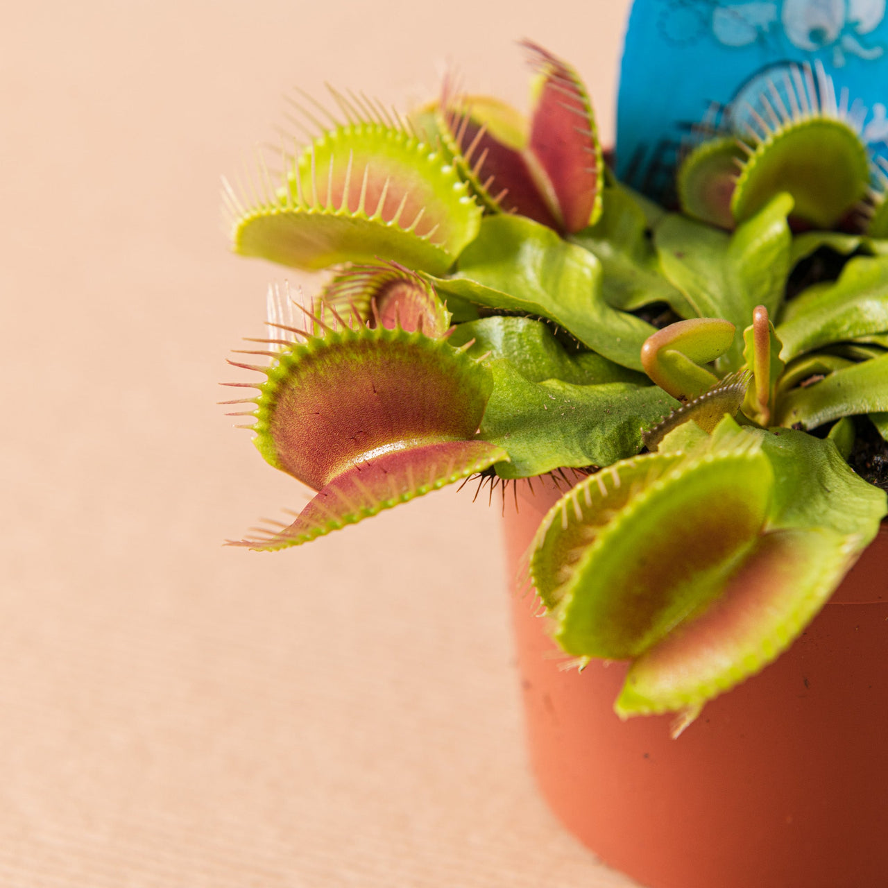Pianta carnivora Dionea (Dionaea muscipula) – Simegarden