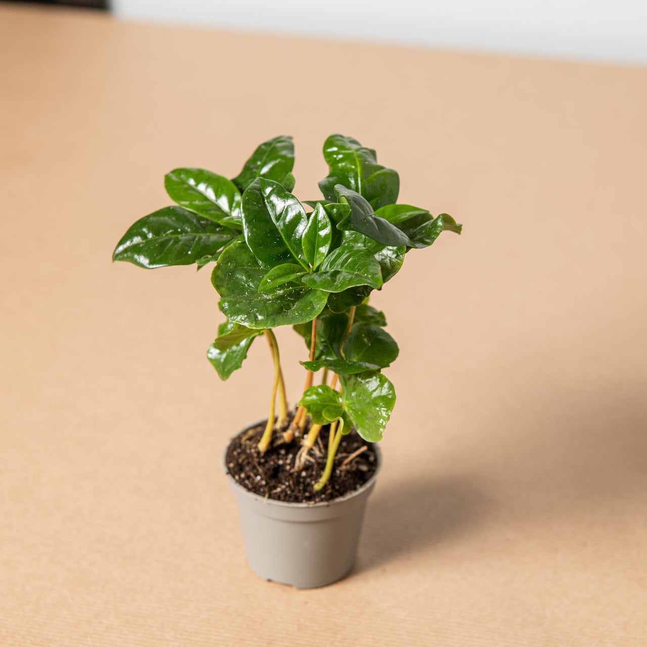 Pianta del caffè baby – Simegarden