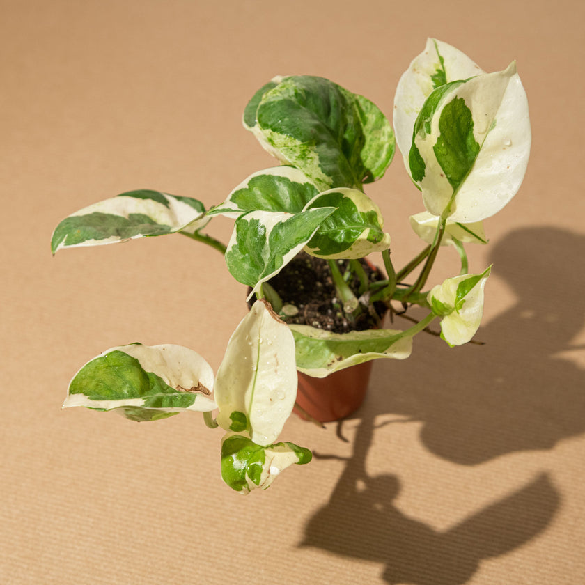 Pothos enjoy baby – Simegarden