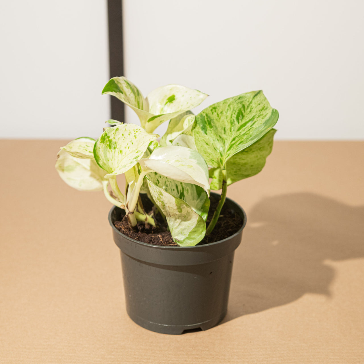 Pothos happy leaf – Simegarden
