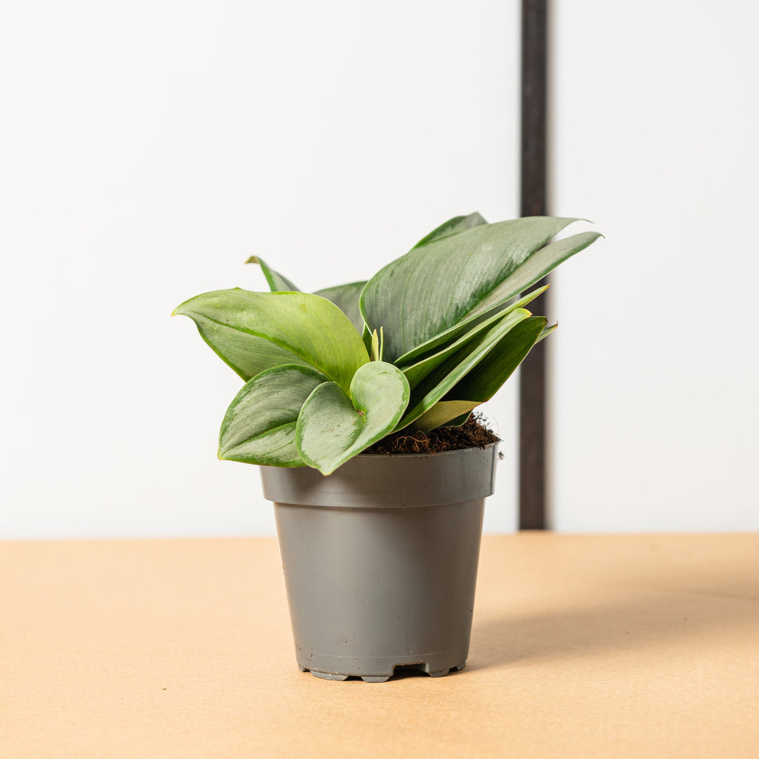 Pothos treubie moon light – Simegarden