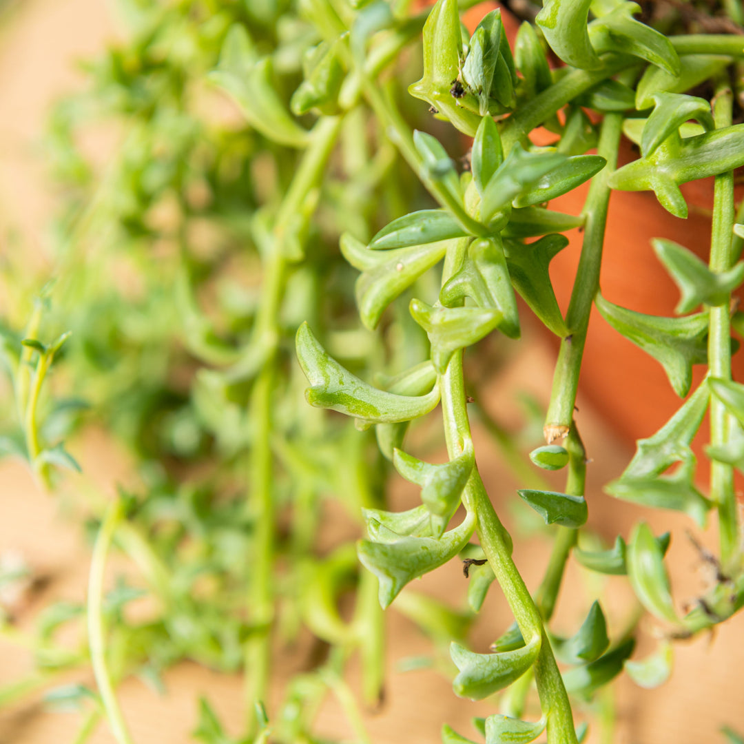 Senecio peregrinus – Simegarden