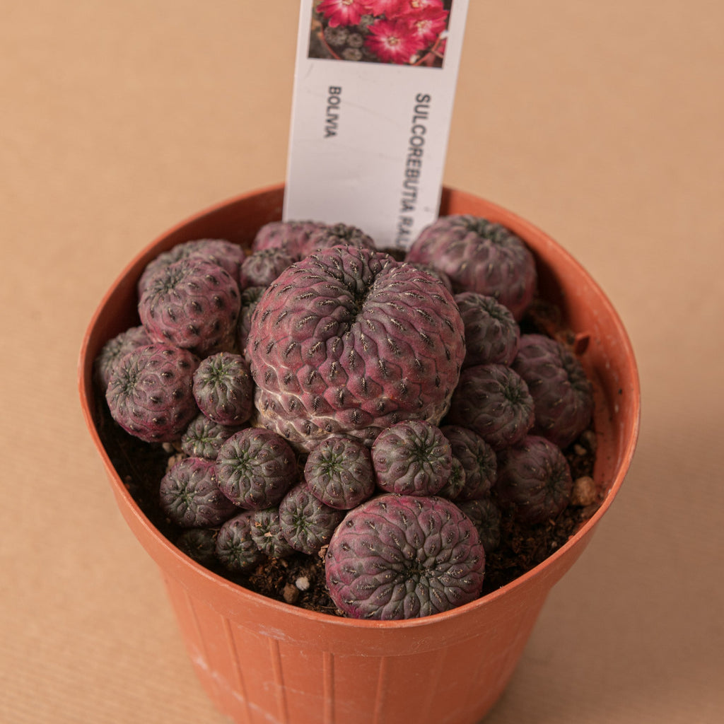 Sulcorebutia rauschii – Simegarden
