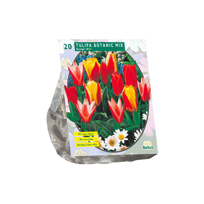 Tulipano mix botanico – Simegarden