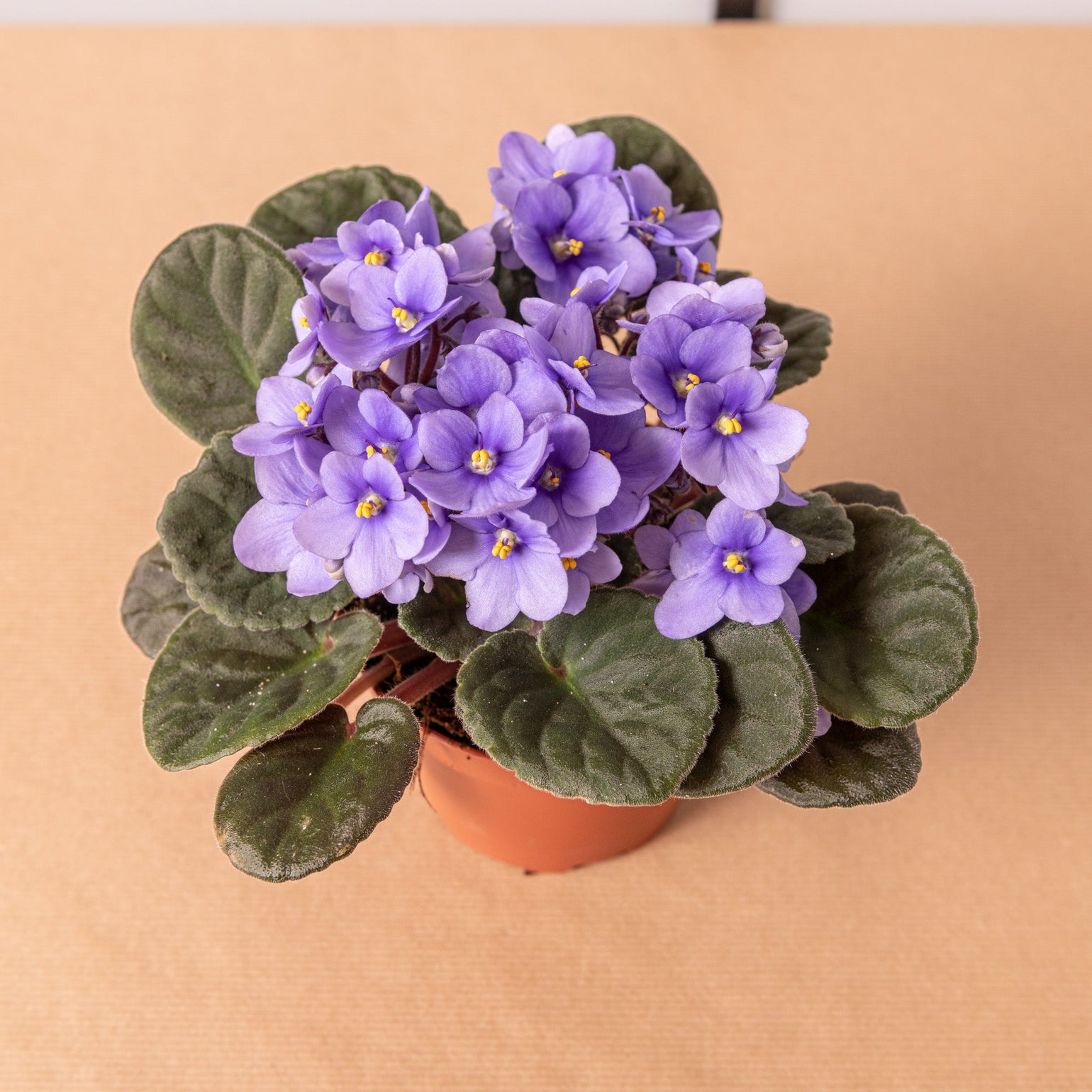 Violetta africana – Simegarden